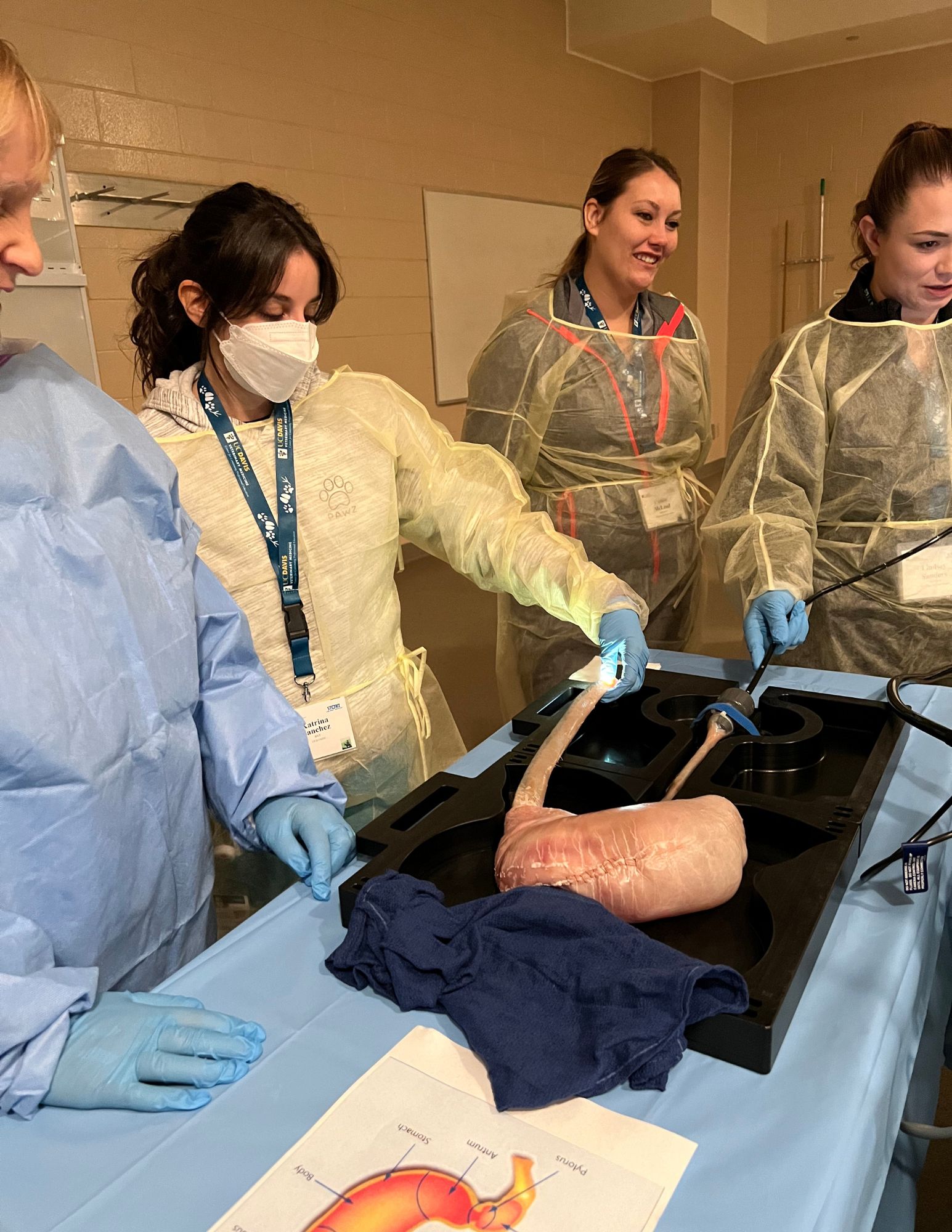 Respiratory Endoscopy Training Course | Center for Continuing ...